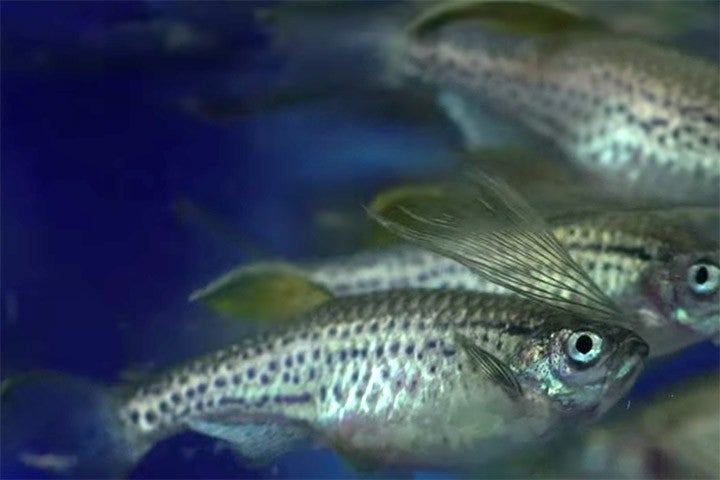 University of Oregon